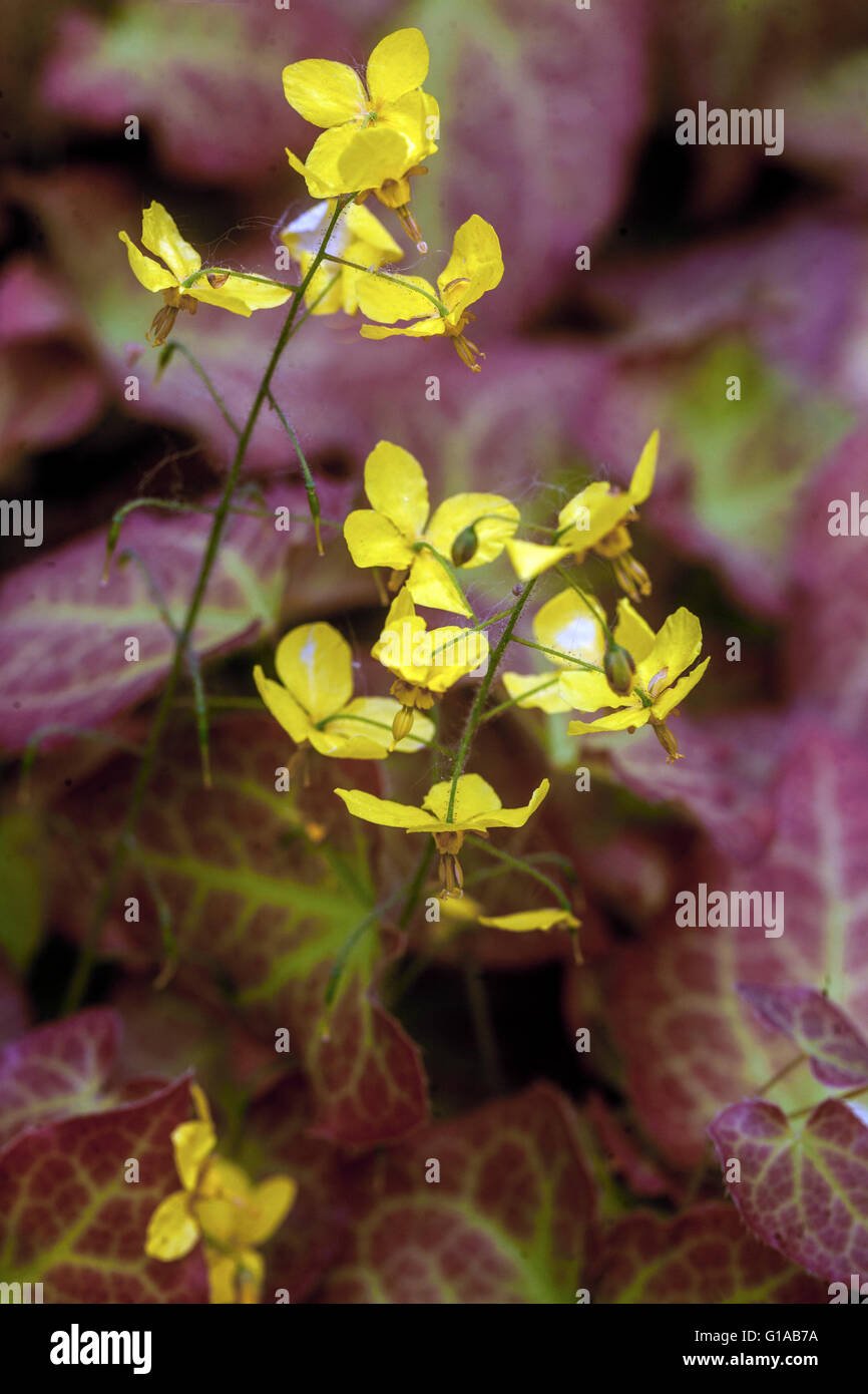 Barrenwort Epimedium x perralchicum, flowering, yellow Stock Photo - Alamy