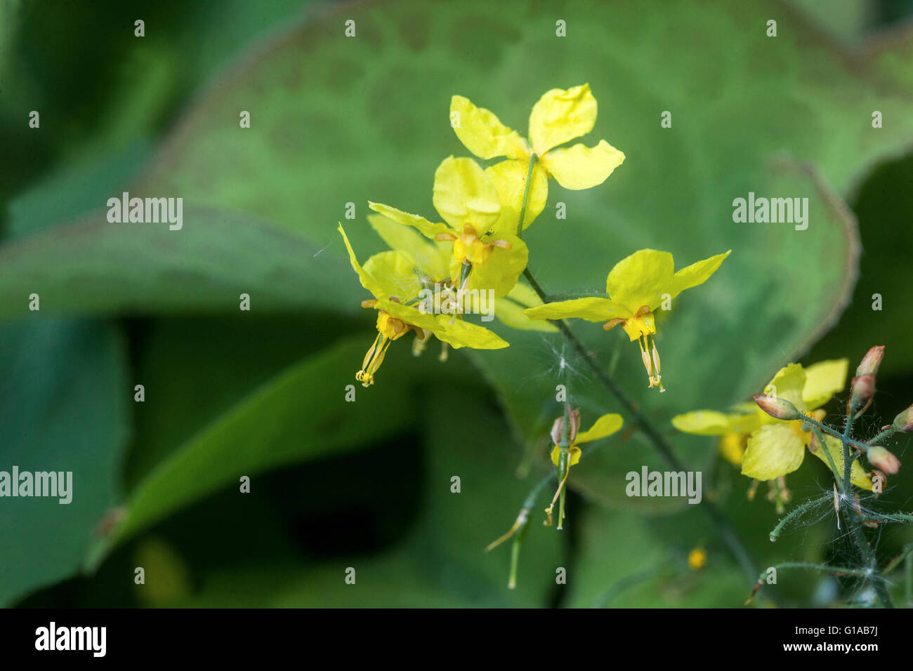 Barrenwort Epimedium x perralchicum, flowering, yellow Stock Photo - Alamy