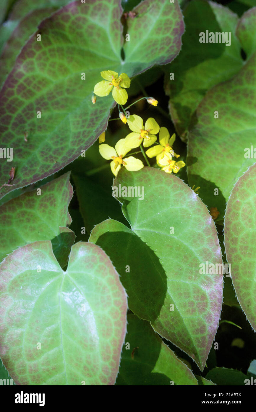 Barrenwort Epimedium x perralchicum, flowering, yellow Stock Photo - Alamy