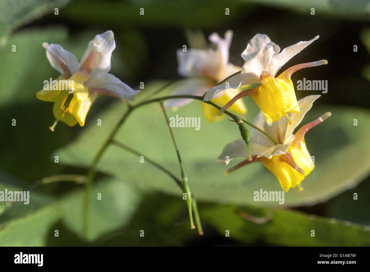 Epimedium Yellow Flower High Resolution Stock Photography and Images ...