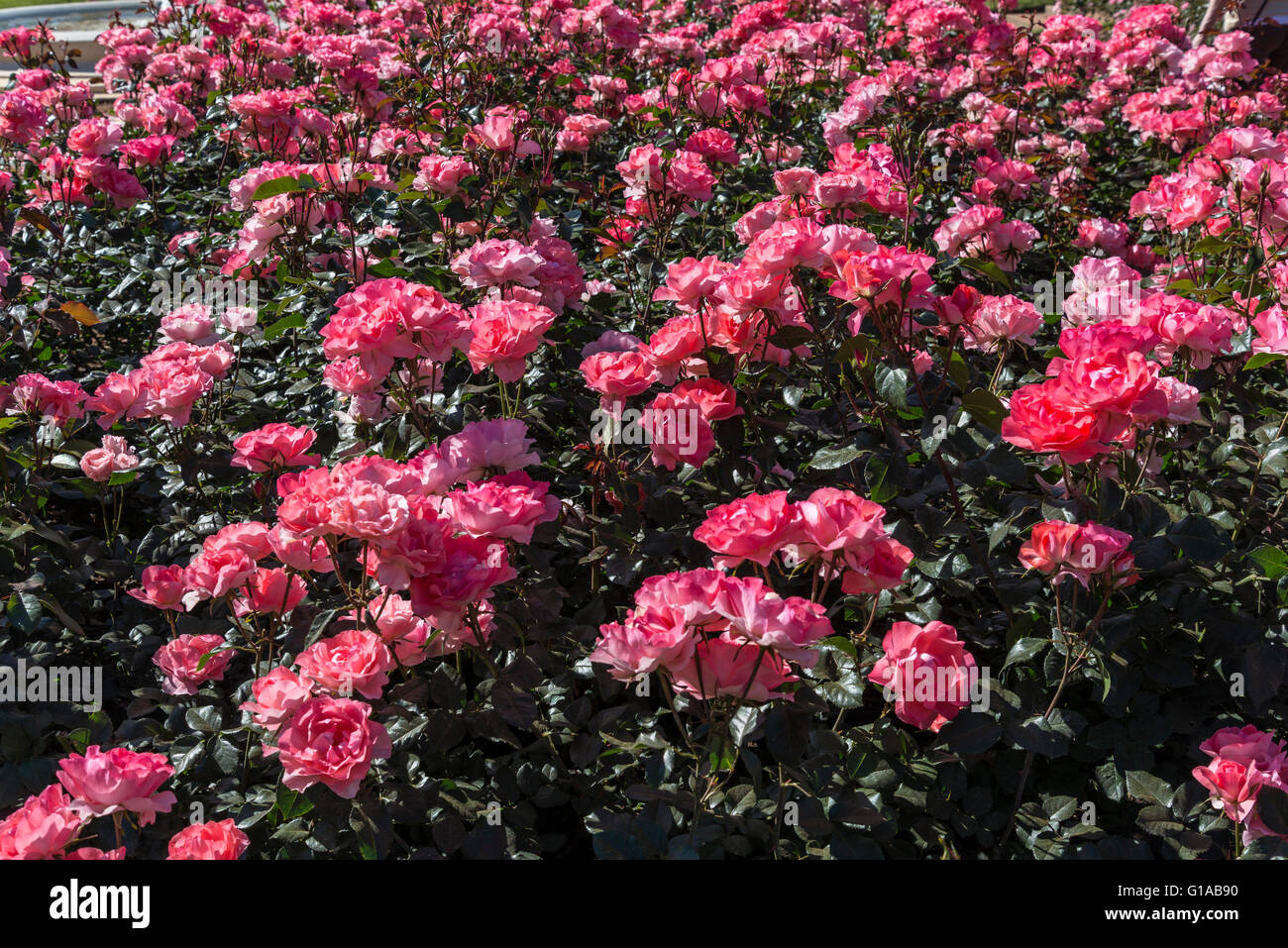 Types Of French Roses at Nicole Drinkard blog