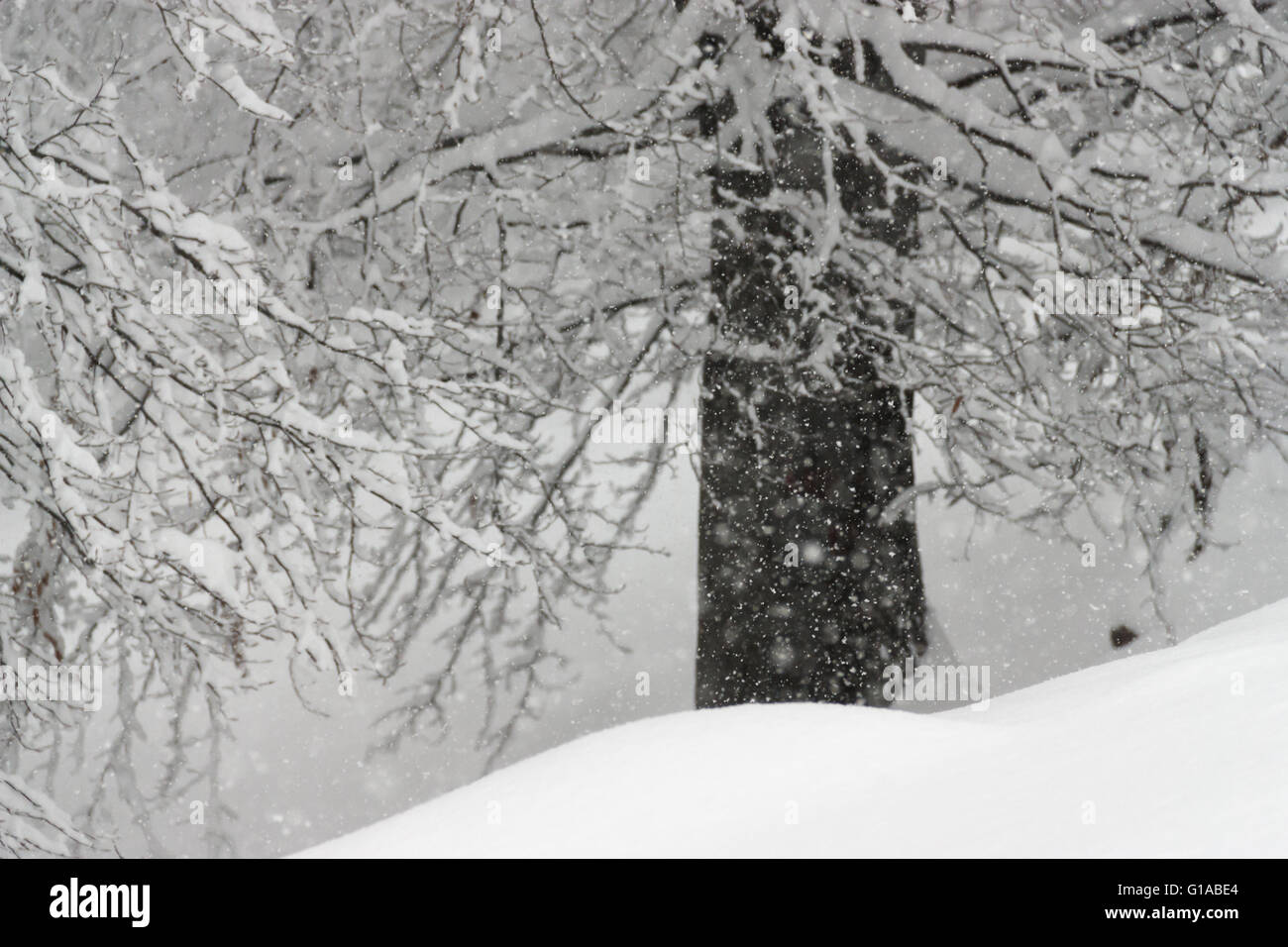 snowy winter day in the woods with trees full of snow Stock Photo - Alamy