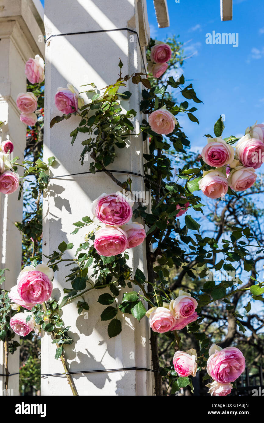 Pierre Ronsard climbing roses, Bower, Rose Garden, Rosedal, Parque Tres ...