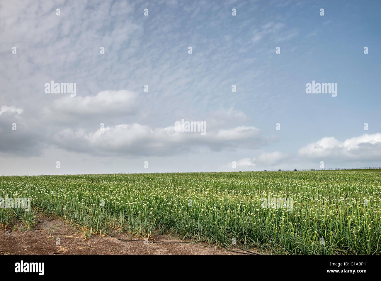Israel field hi-res stock photography and images - Alamy