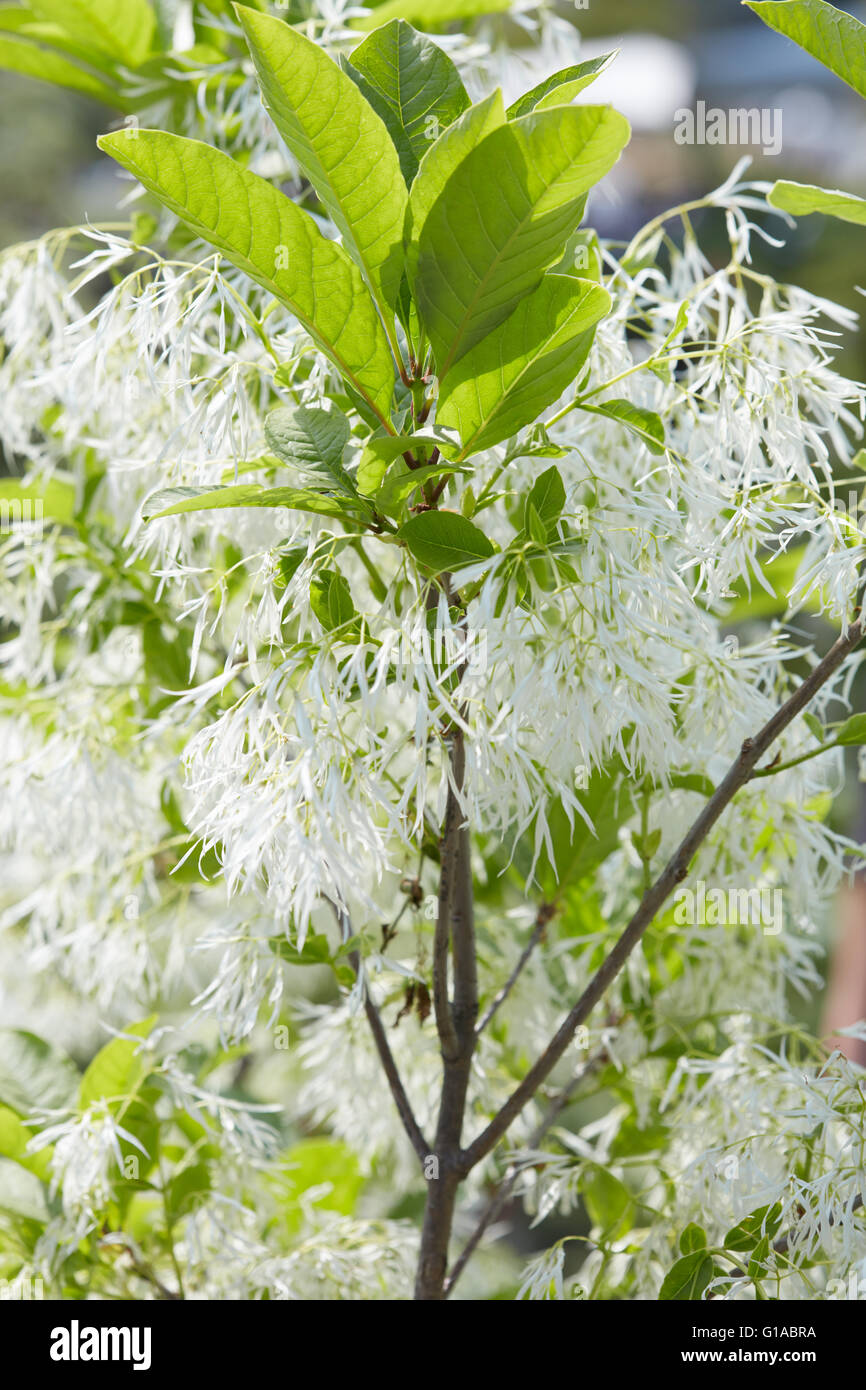 White flowers branch hi-res stock photography and images - Alamy