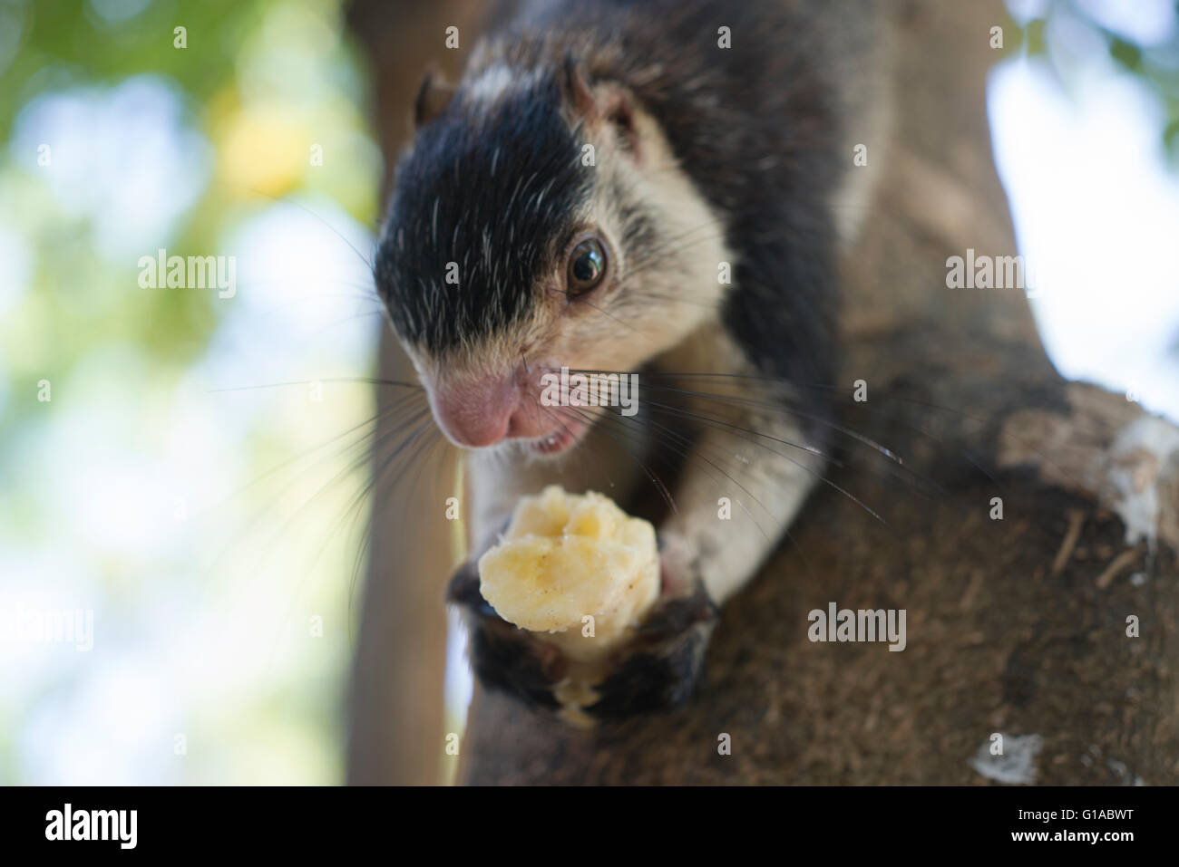 Chipmonk teeth hi-res stock photography and images - Alamy
