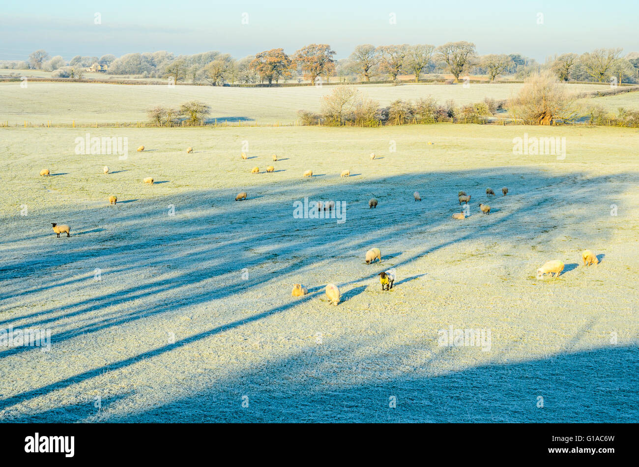 Sheep shadows shadow hi-res stock photography and images - Alamy