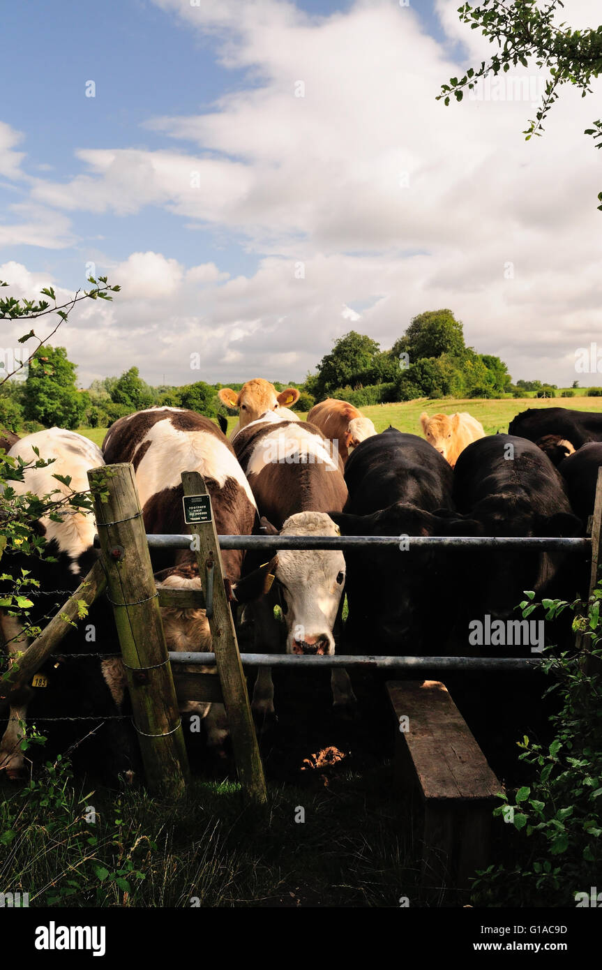 A herd of cattle blocking a footpath at a stile Stock Photo - Alamy