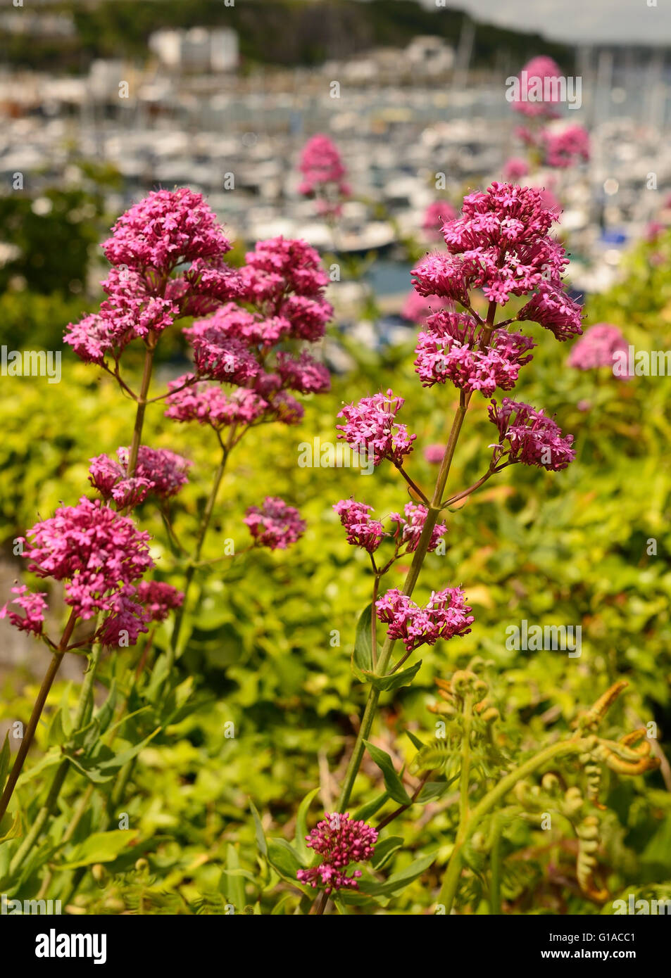 Red Valerian (Centranthus ruber Stock Photo - Alamy