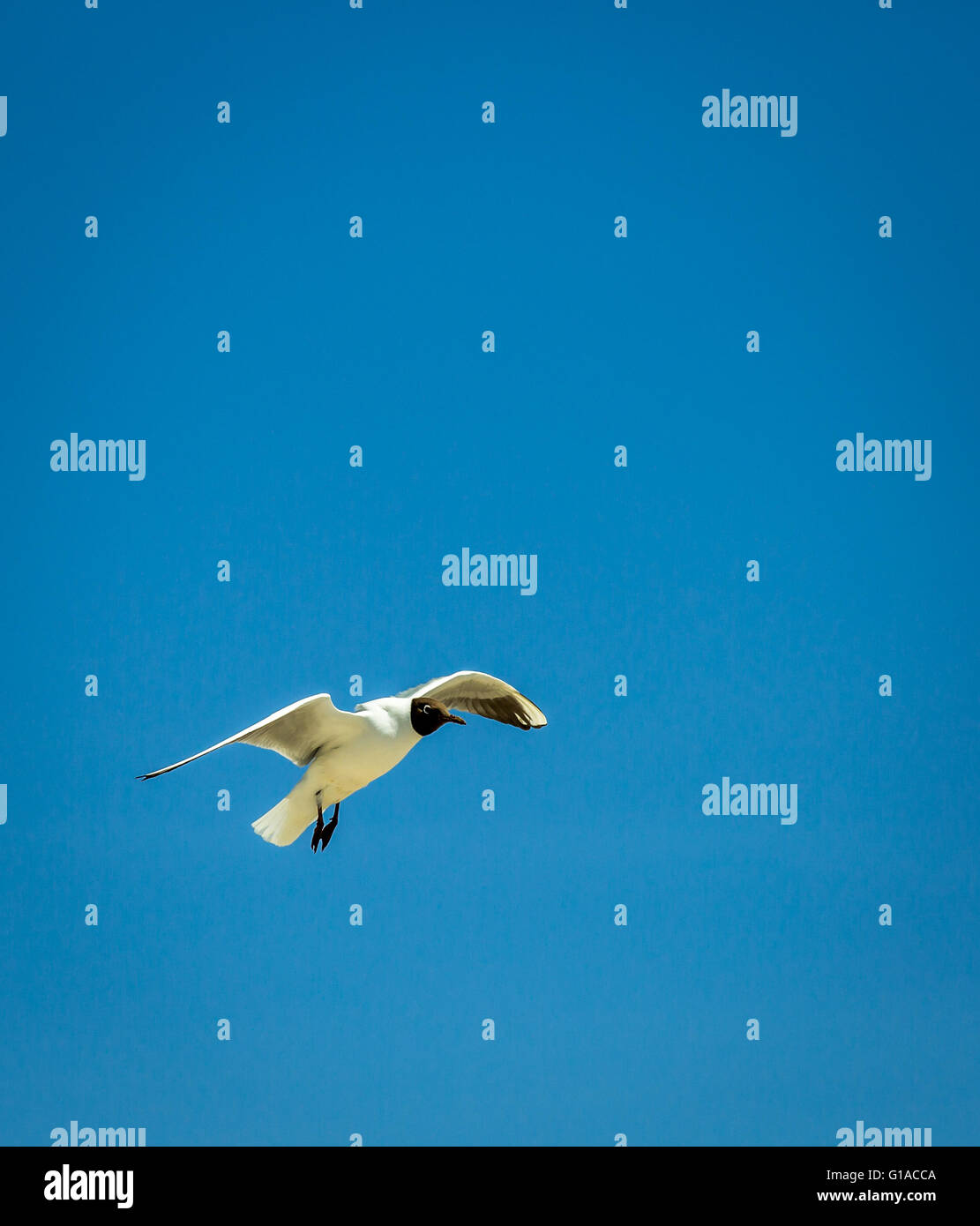 Soaring bird hi-res stock photography and images - Alamy