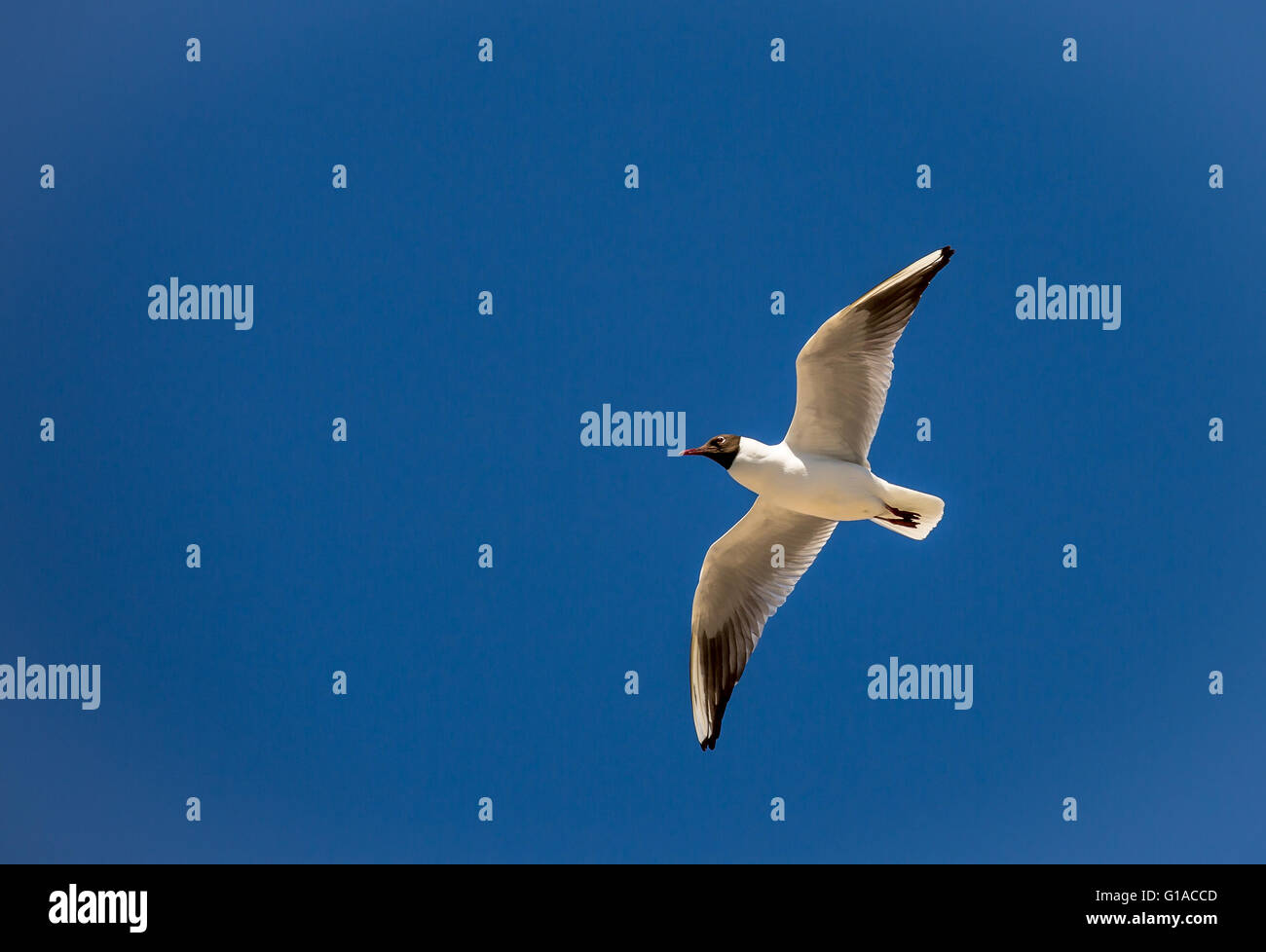Bird in flight Stock Photo - Alamy