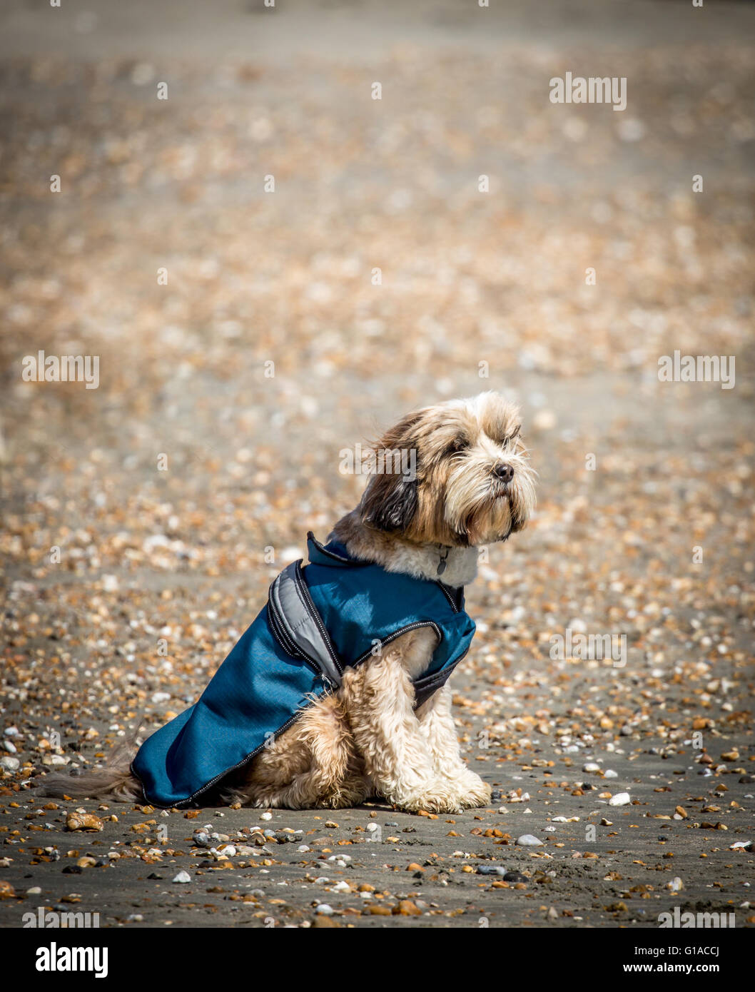 waiting for his master Stock Photo - Alamy