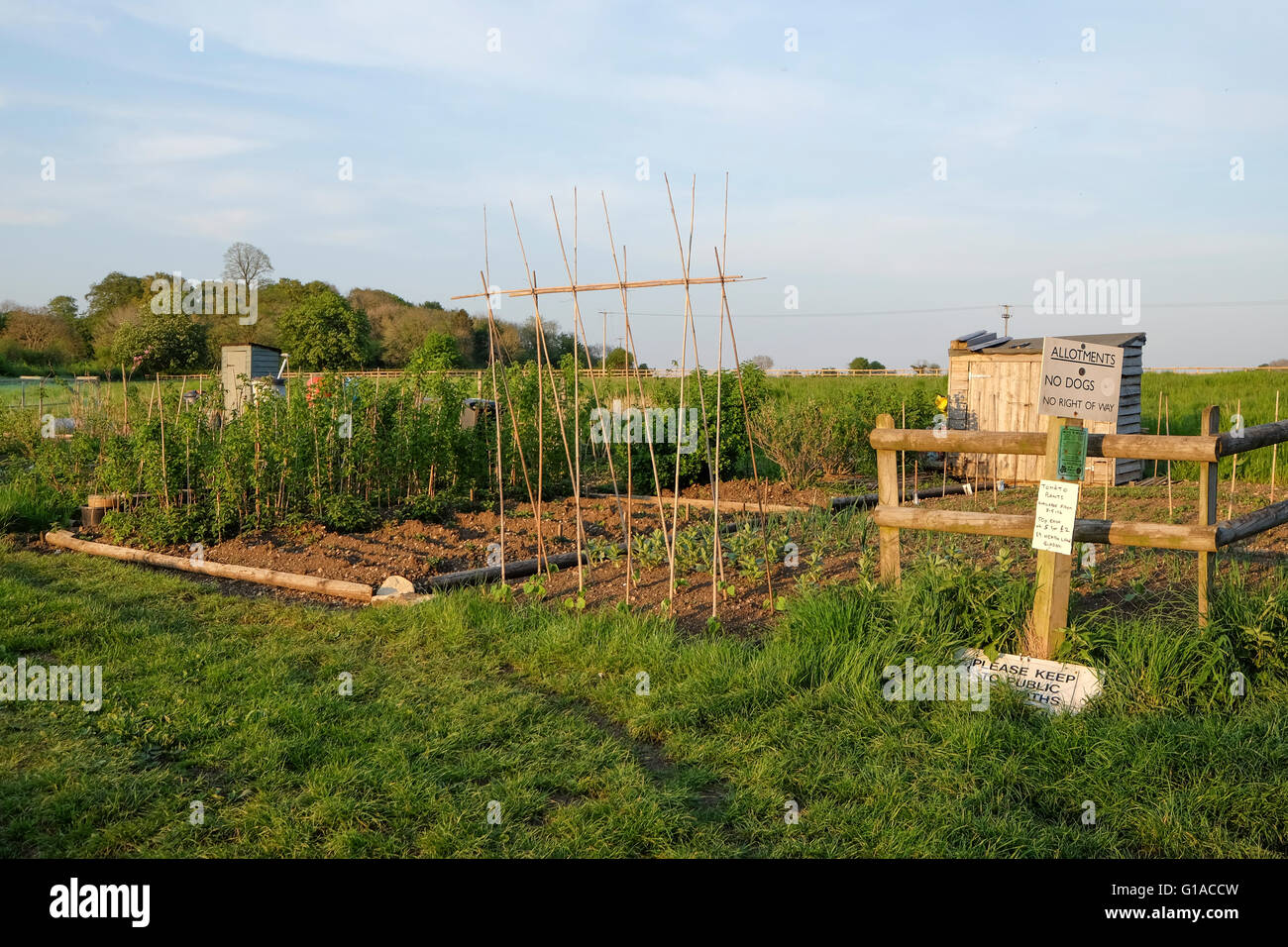 Allotments in the Oxfordshire countryside at the village of Bladon ...