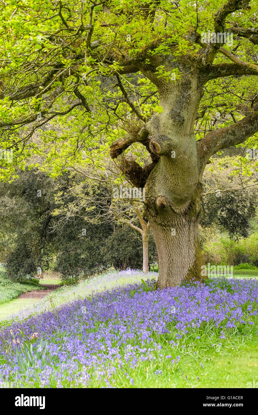 Bluebells under a tree in the English countryside Stock Photo - Alamy