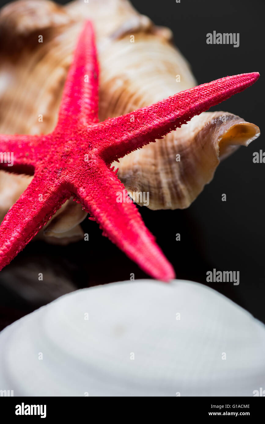 Fish star hi-res stock photography and images - Alamy