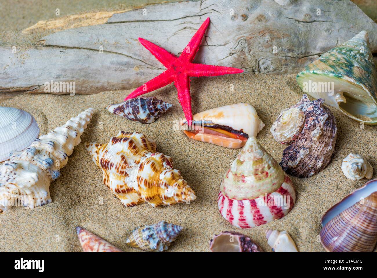 Starfish uk isolated hi-res stock photography and images - Alamy