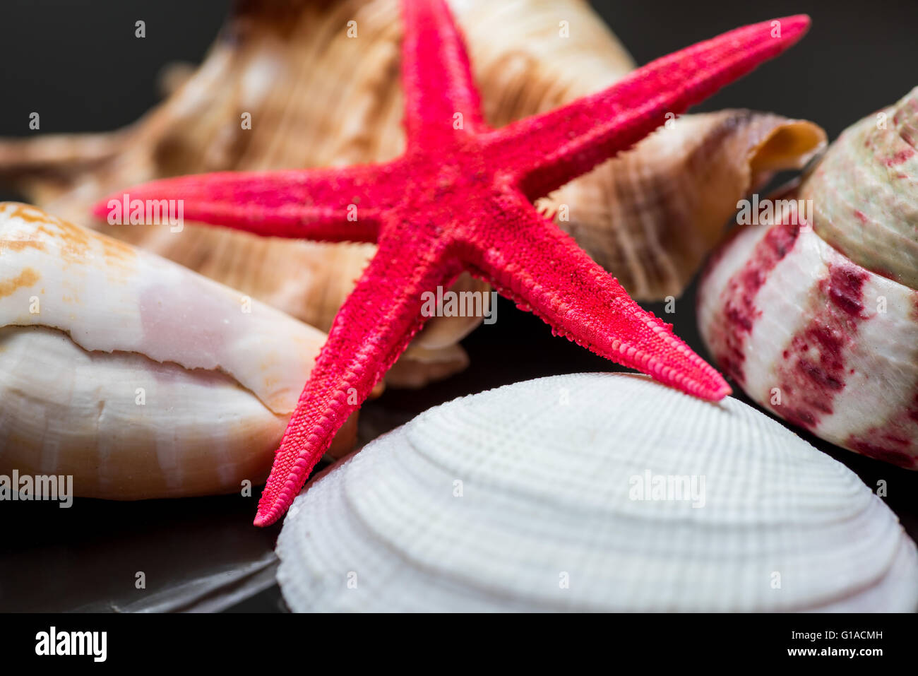 A starfish and other shells closeup Stock Photo - Alamy