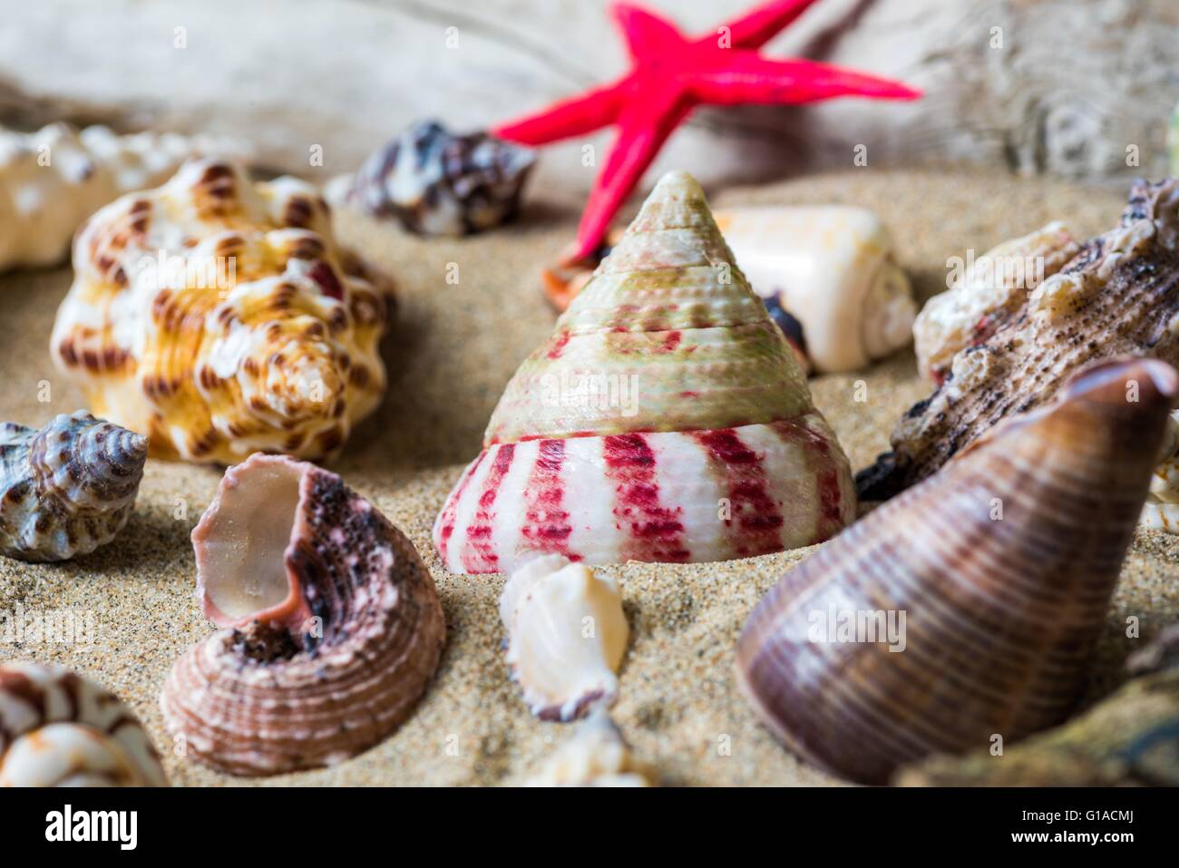 Seashells on the beach Stock Photo - Alamy