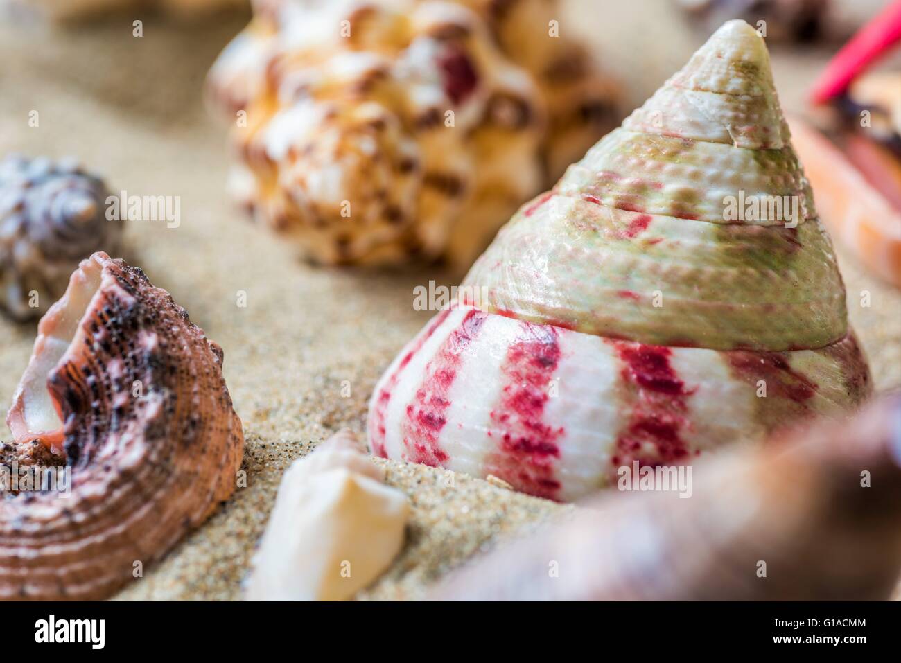 Seashells on the beach Stock Photo - Alamy