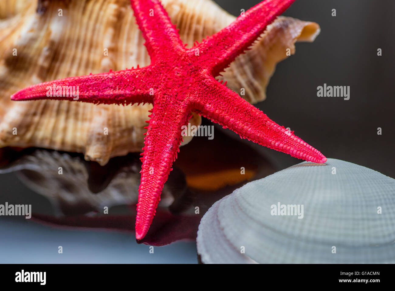 A starfish and other shells closeup Stock Photo - Alamy