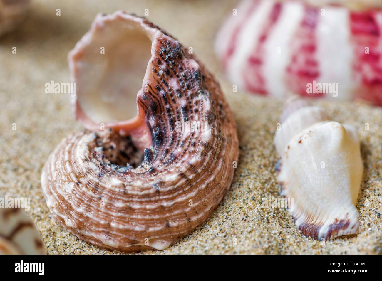 Seashells on the beach Stock Photo - Alamy
