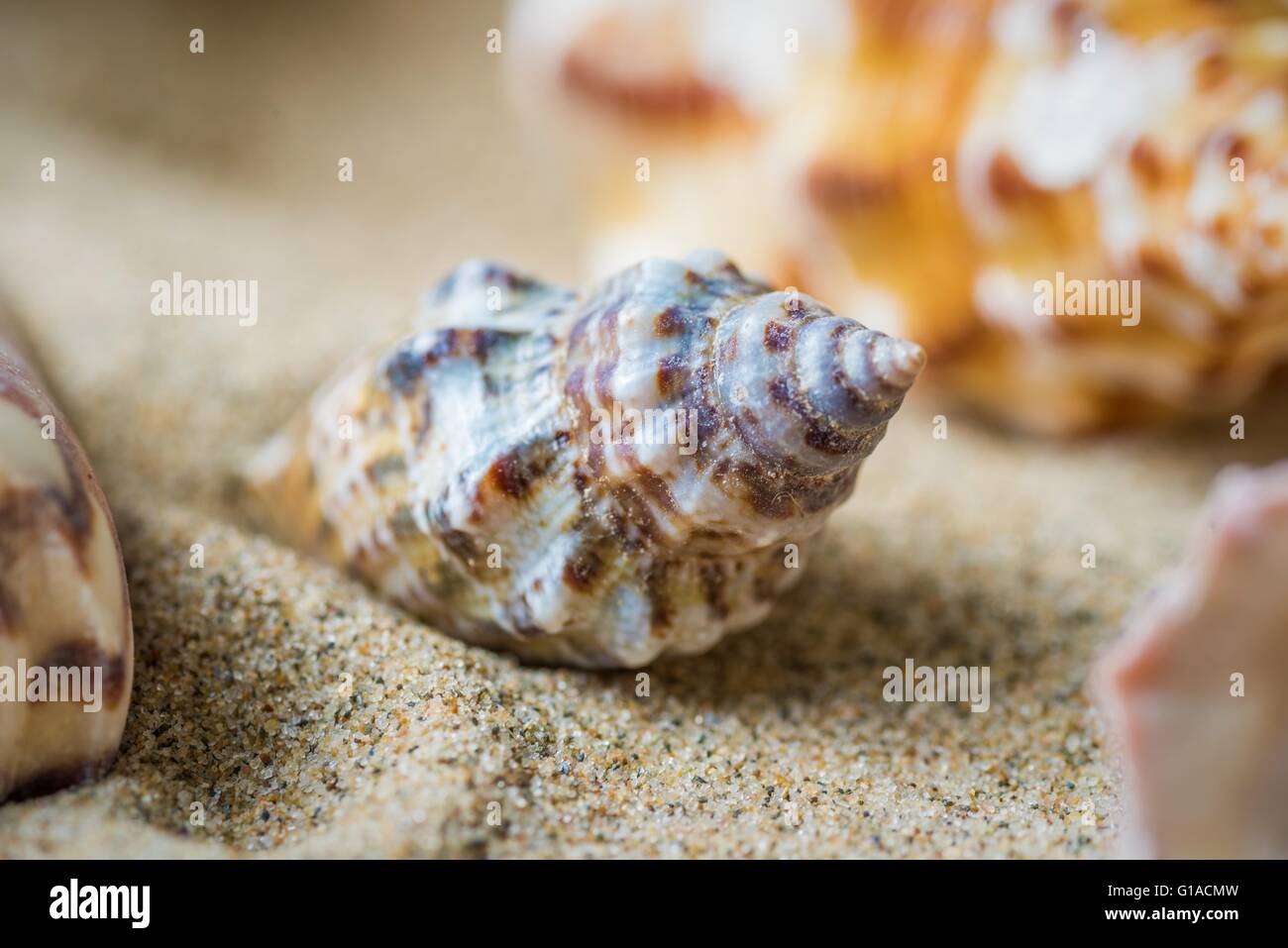 Seashells on the beach Stock Photo - Alamy