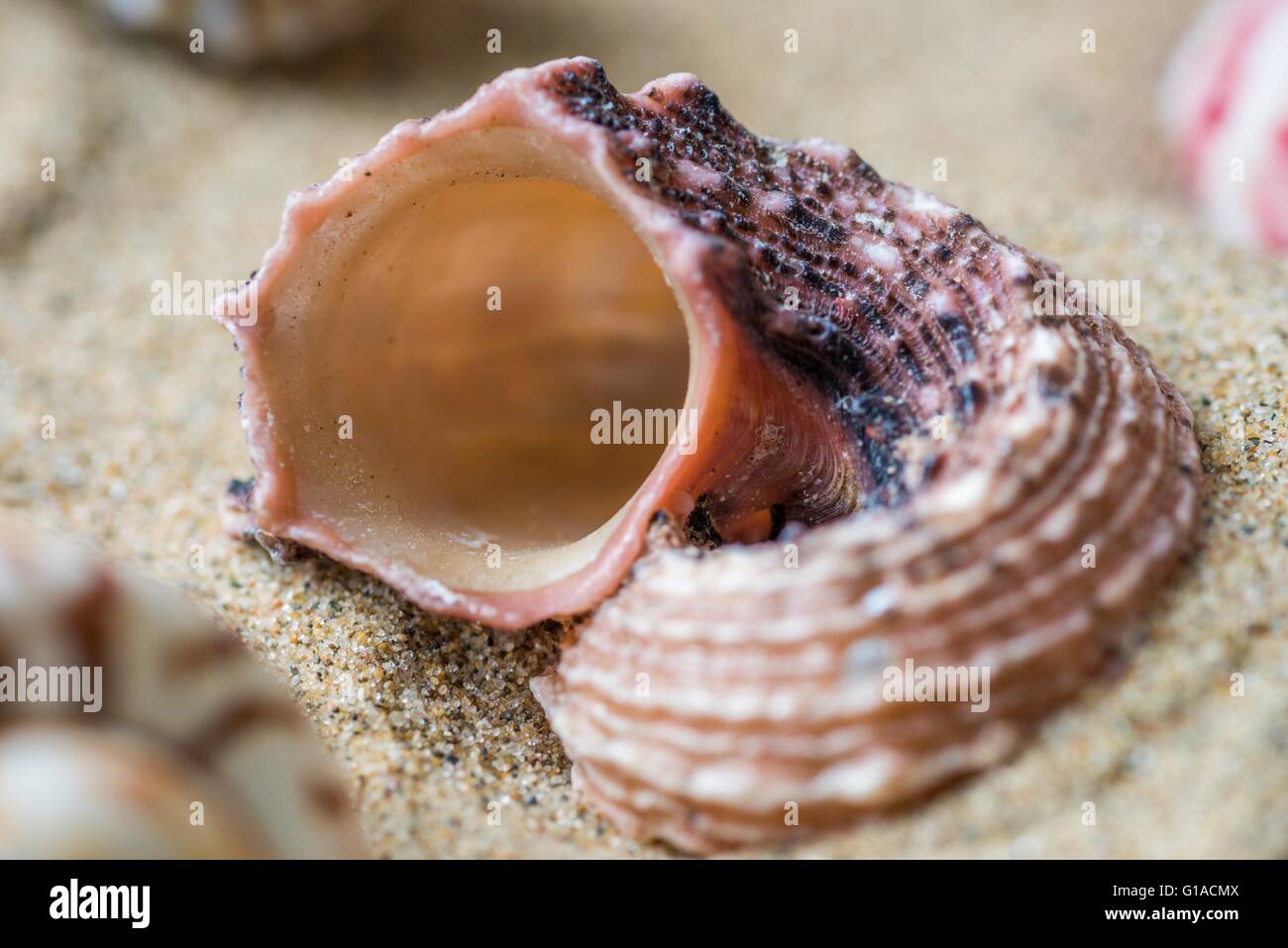 Seashells on the beach Stock Photo - Alamy