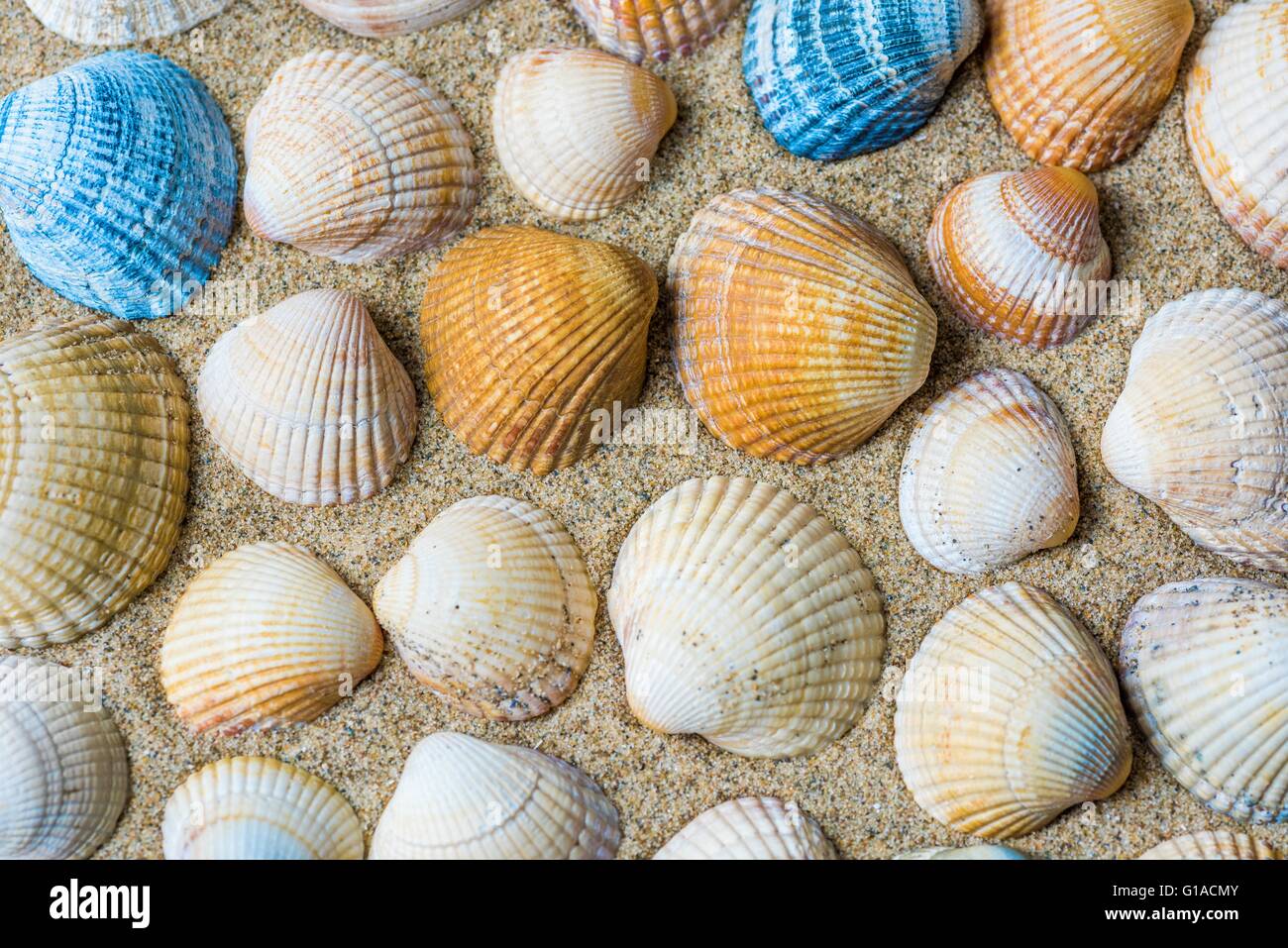 Seashells on the beach Stock Photo - Alamy