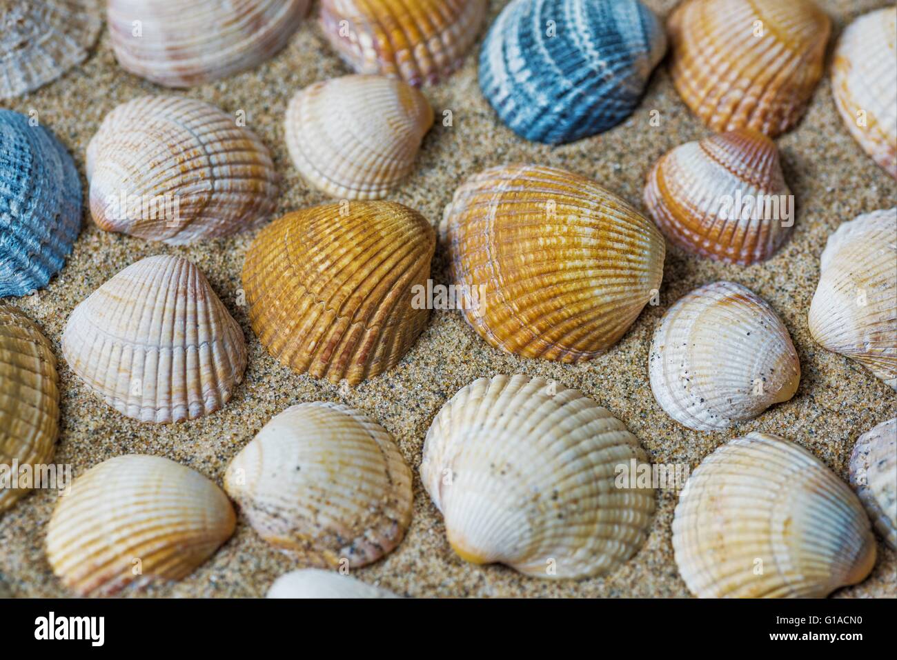 Seashells on the beach Stock Photo - Alamy