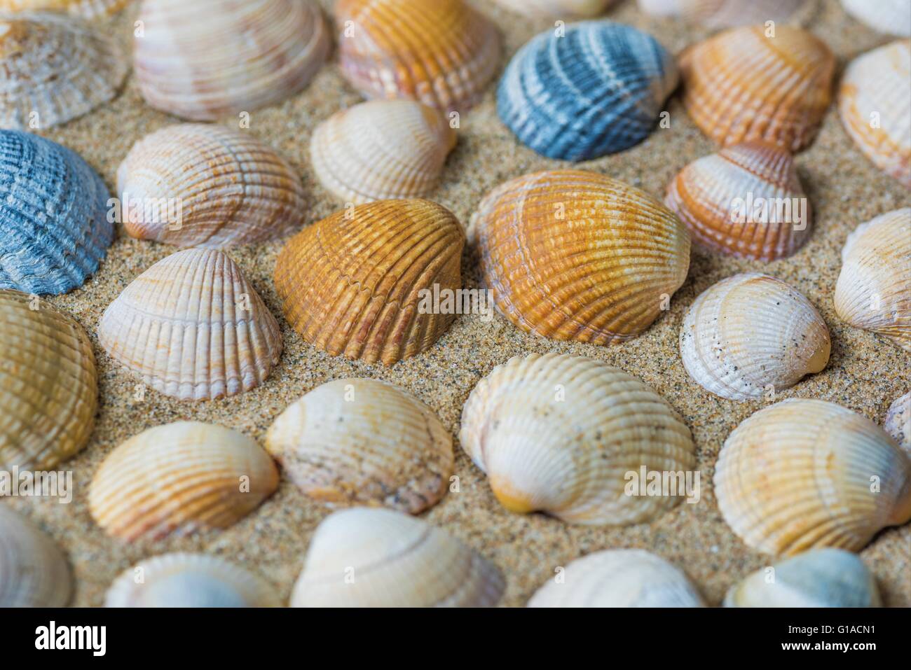 Seashells on the beach Stock Photo - Alamy