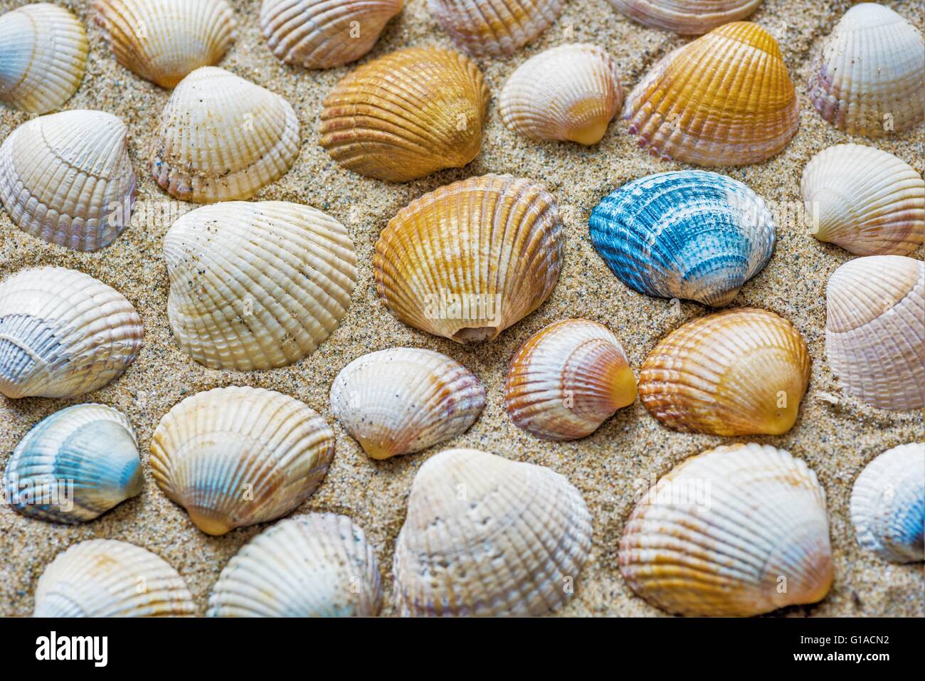 Seashells on the beach Stock Photo - Alamy