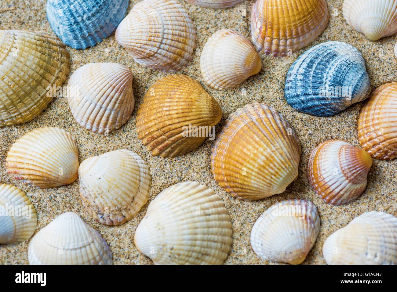 Seashells on the beach Stock Photo - Alamy