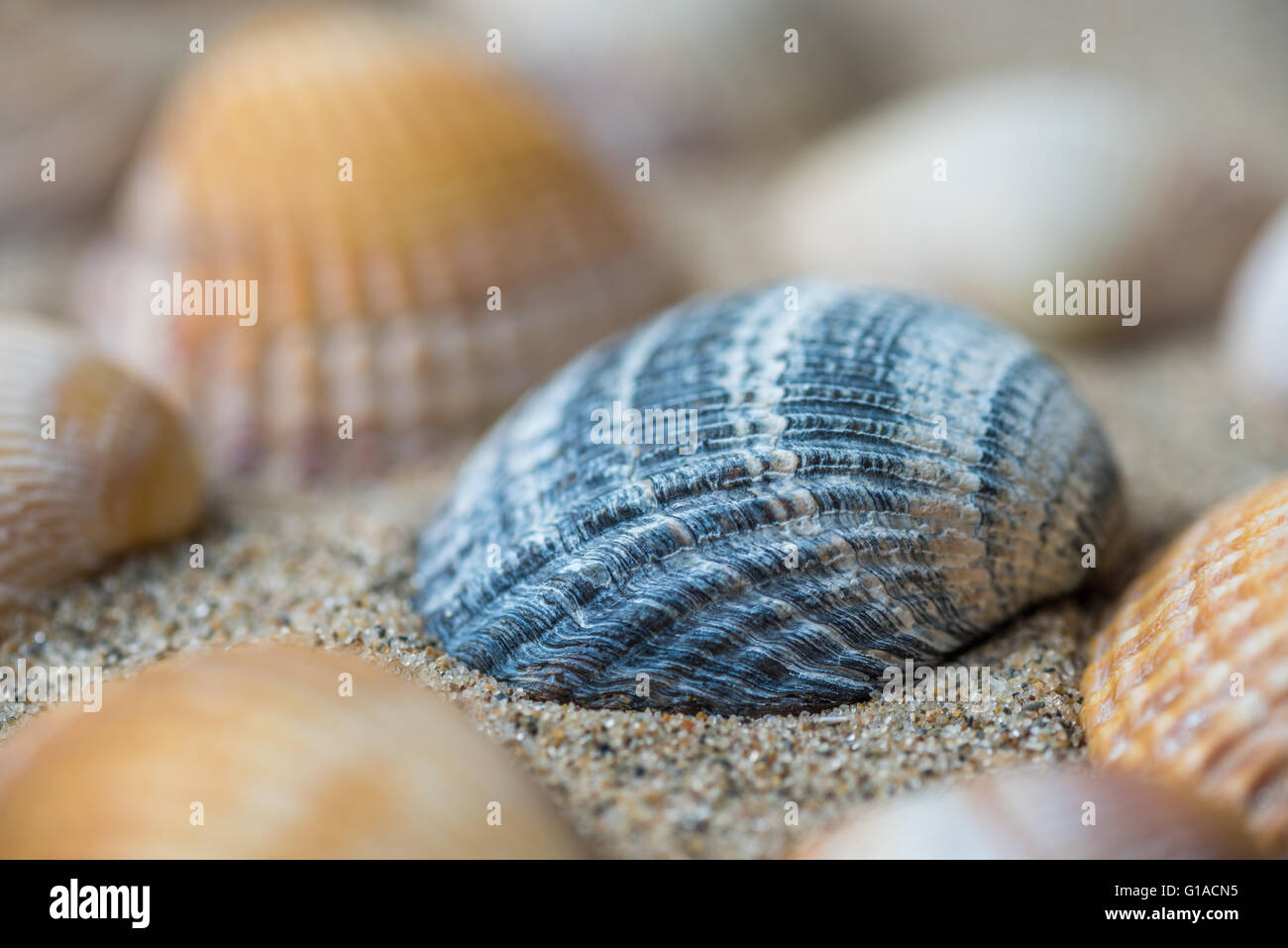 Shell and exoskeleton hi-res stock photography and images - Alamy