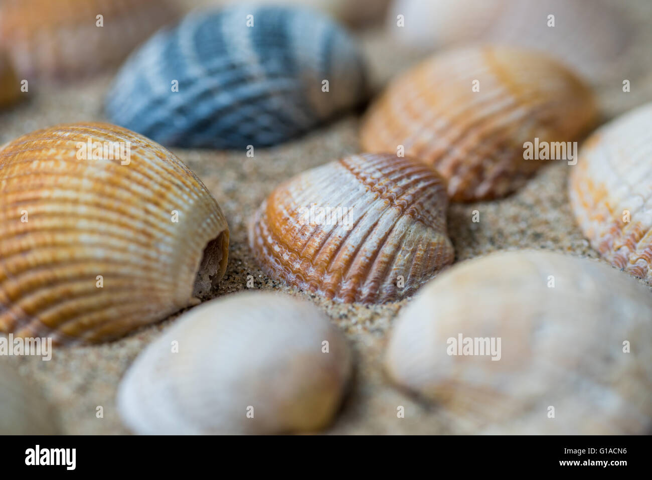Sea shells sand blue hi-res stock photography and images - Alamy