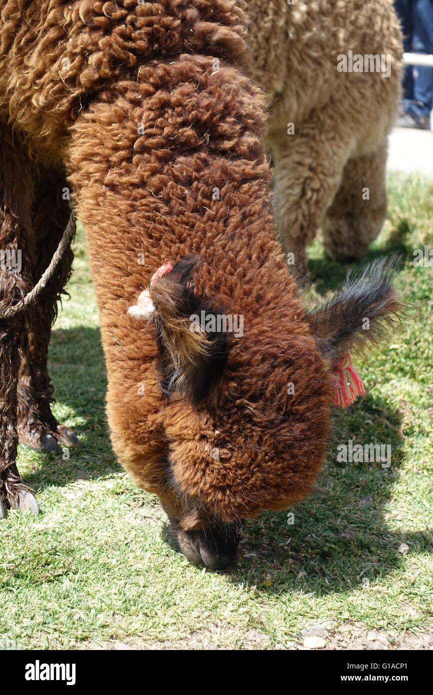 Alpaca andina hi-res stock photography and images - Alamy