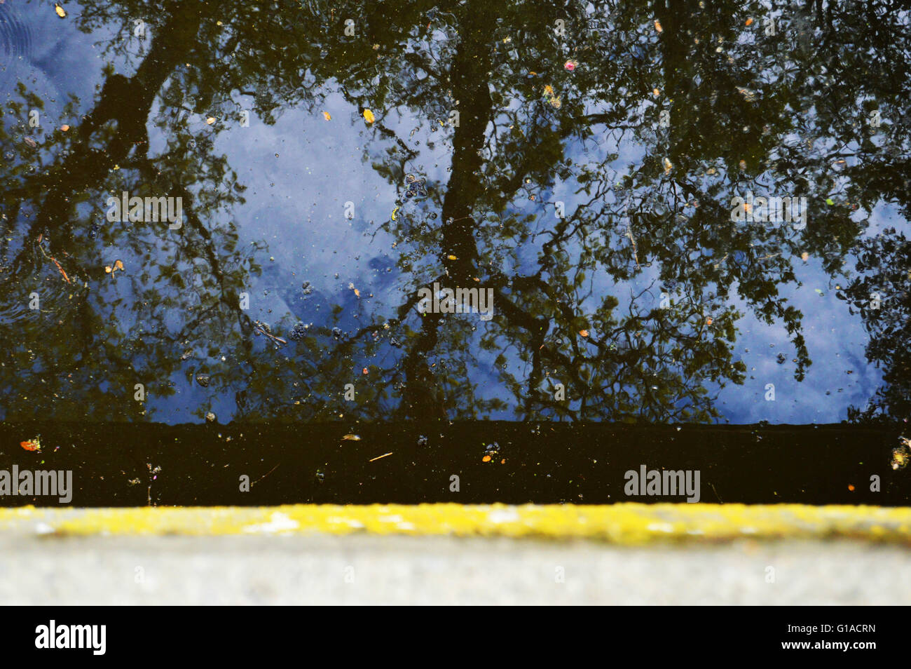 Trees and sky reflection Stock Photo - Alamy