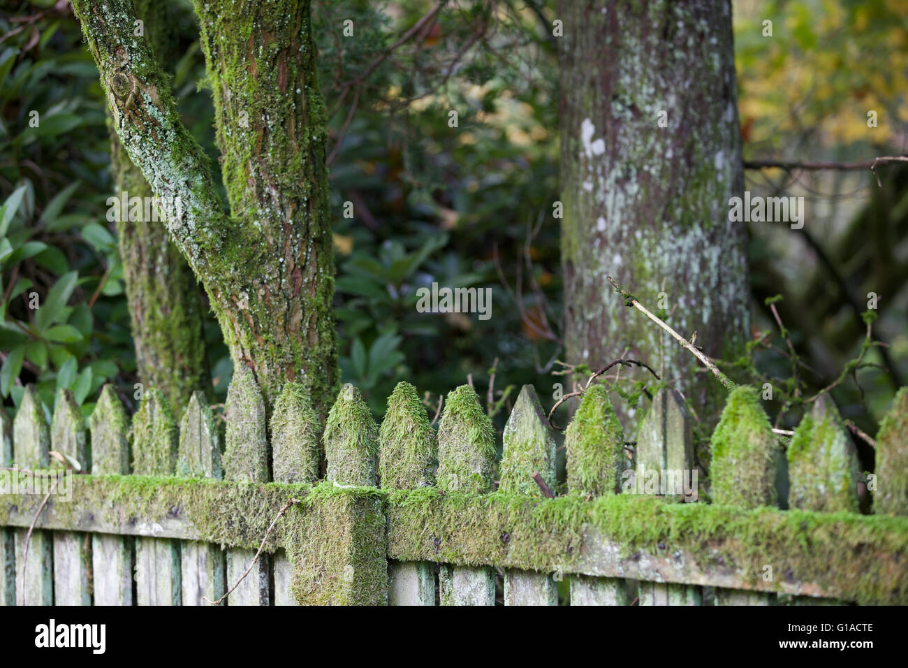 Old mossy fence Stock Photo - Alamy
