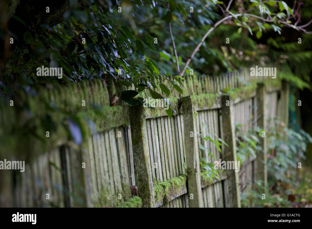 Old mossy fence Stock Photo - Alamy