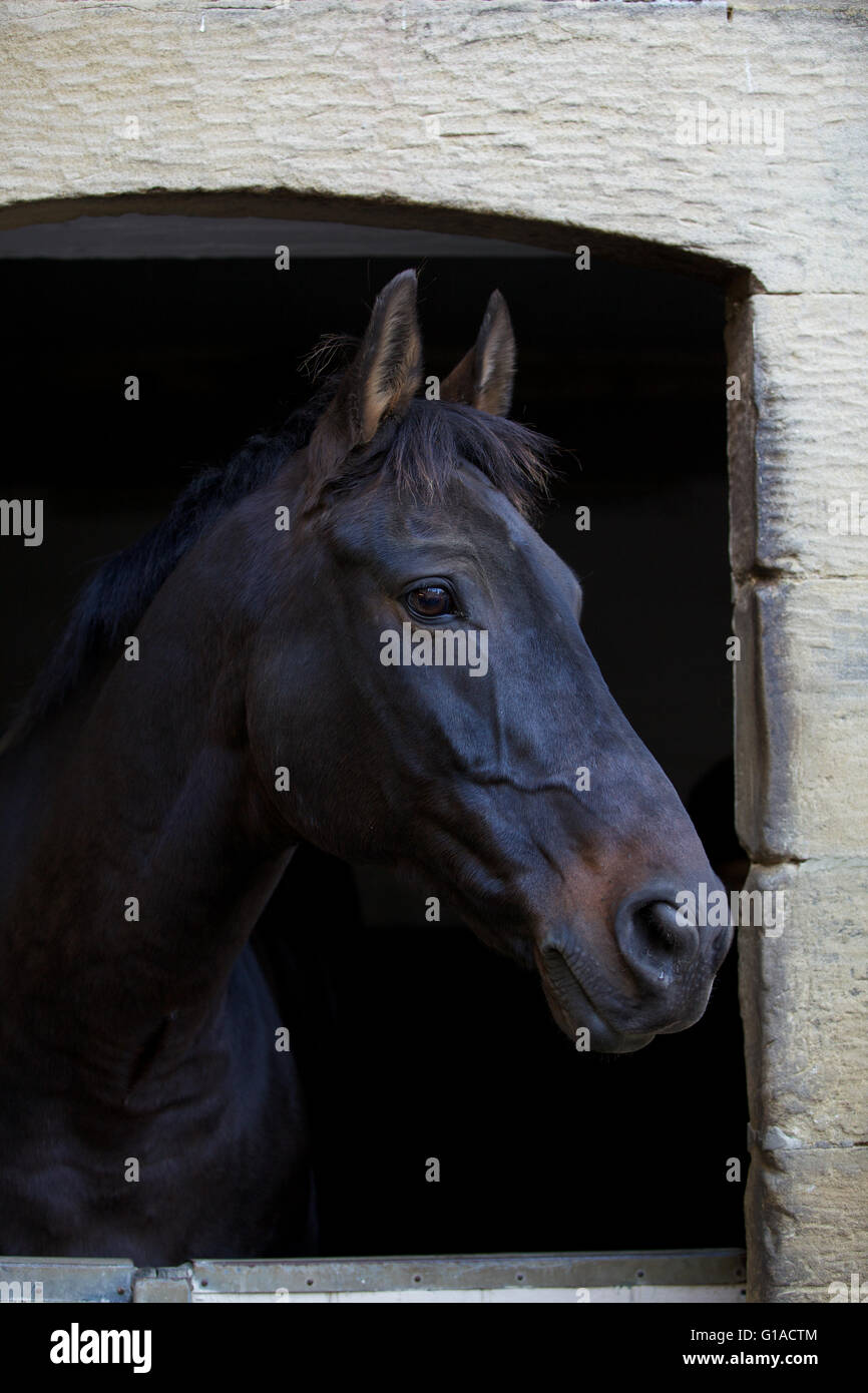 Stable environment hi-res stock photography and images - Alamy