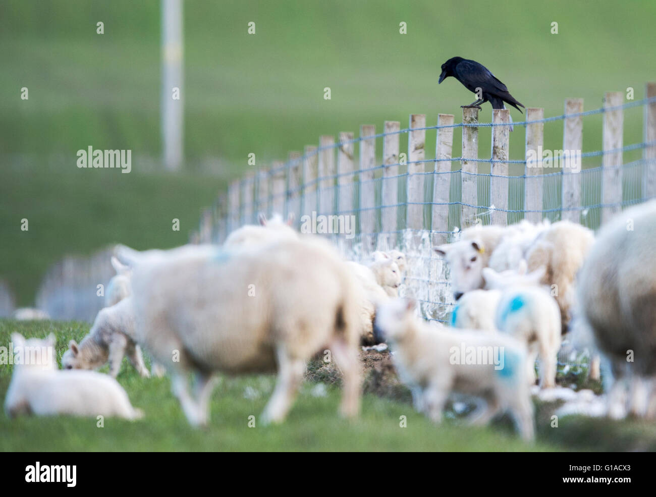 Raven fence hi-res stock photography and images - Alamy