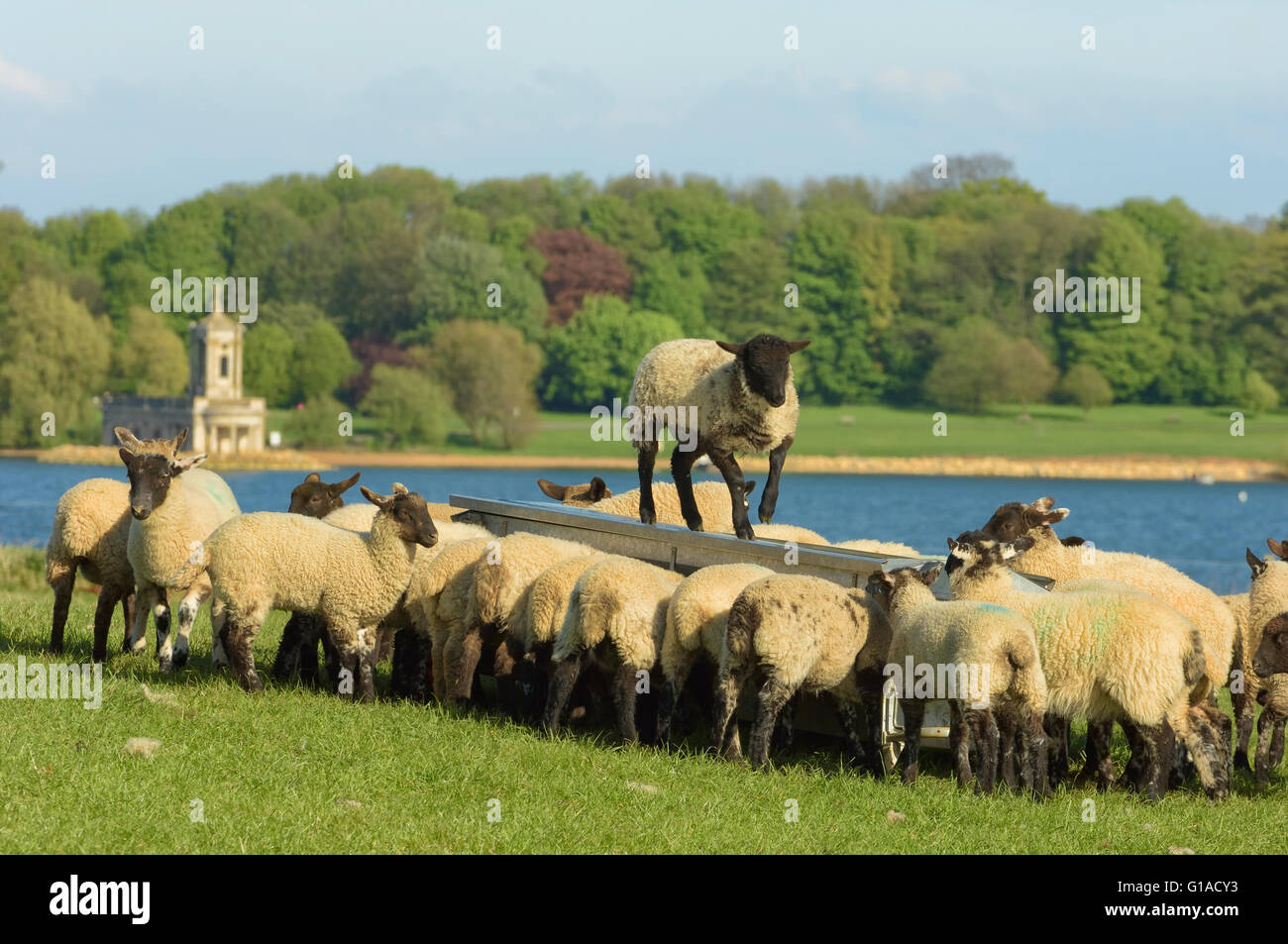 A flock of sheep at Rutland water, England, UK Stock Photo - Alamy