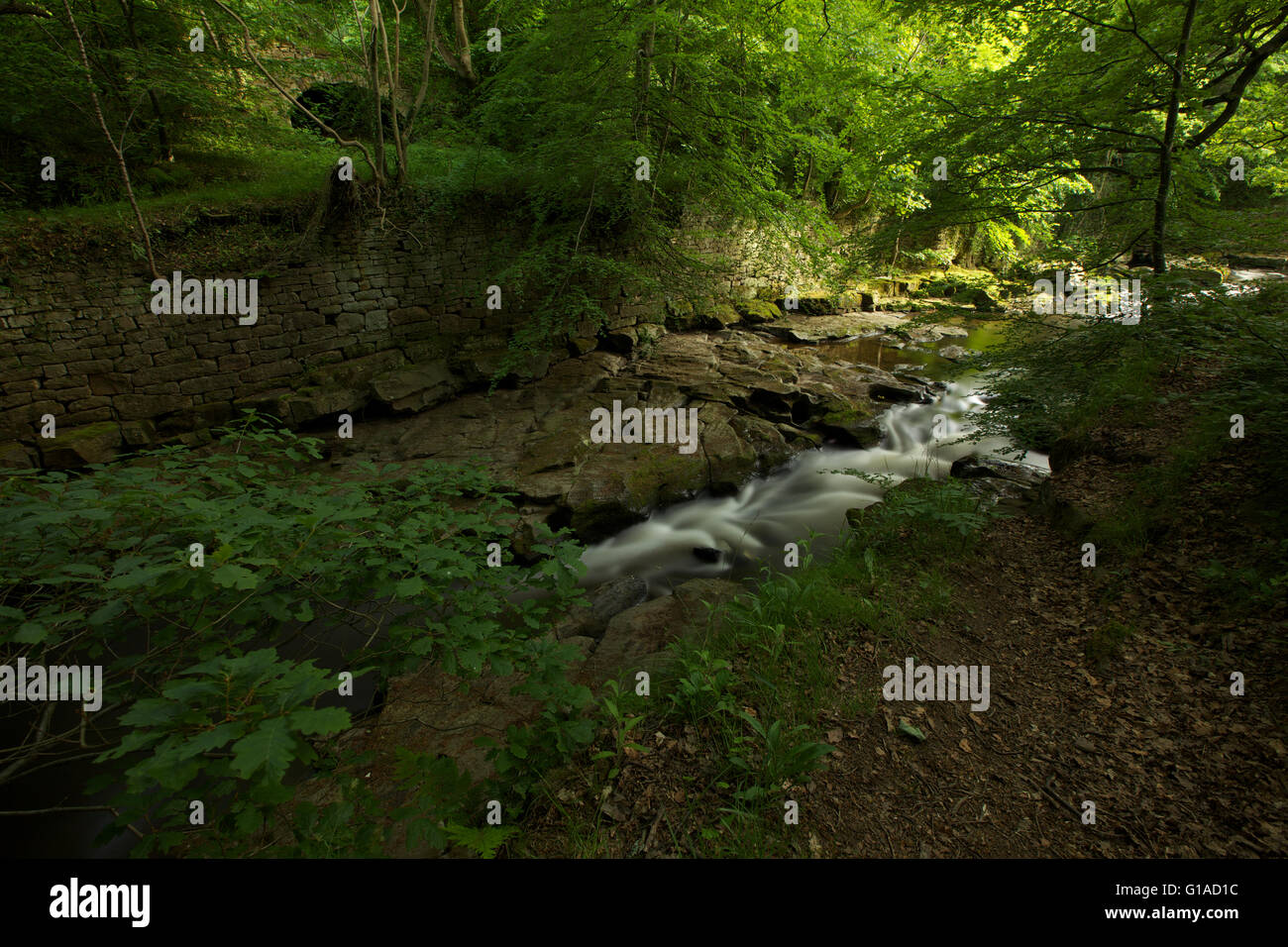 Stream in the woods with waterfalls Stock Photo - Alamy