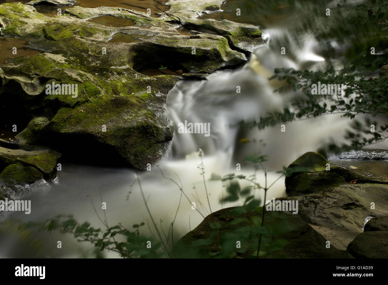 Stream in the woods with waterfalls Stock Photo - Alamy