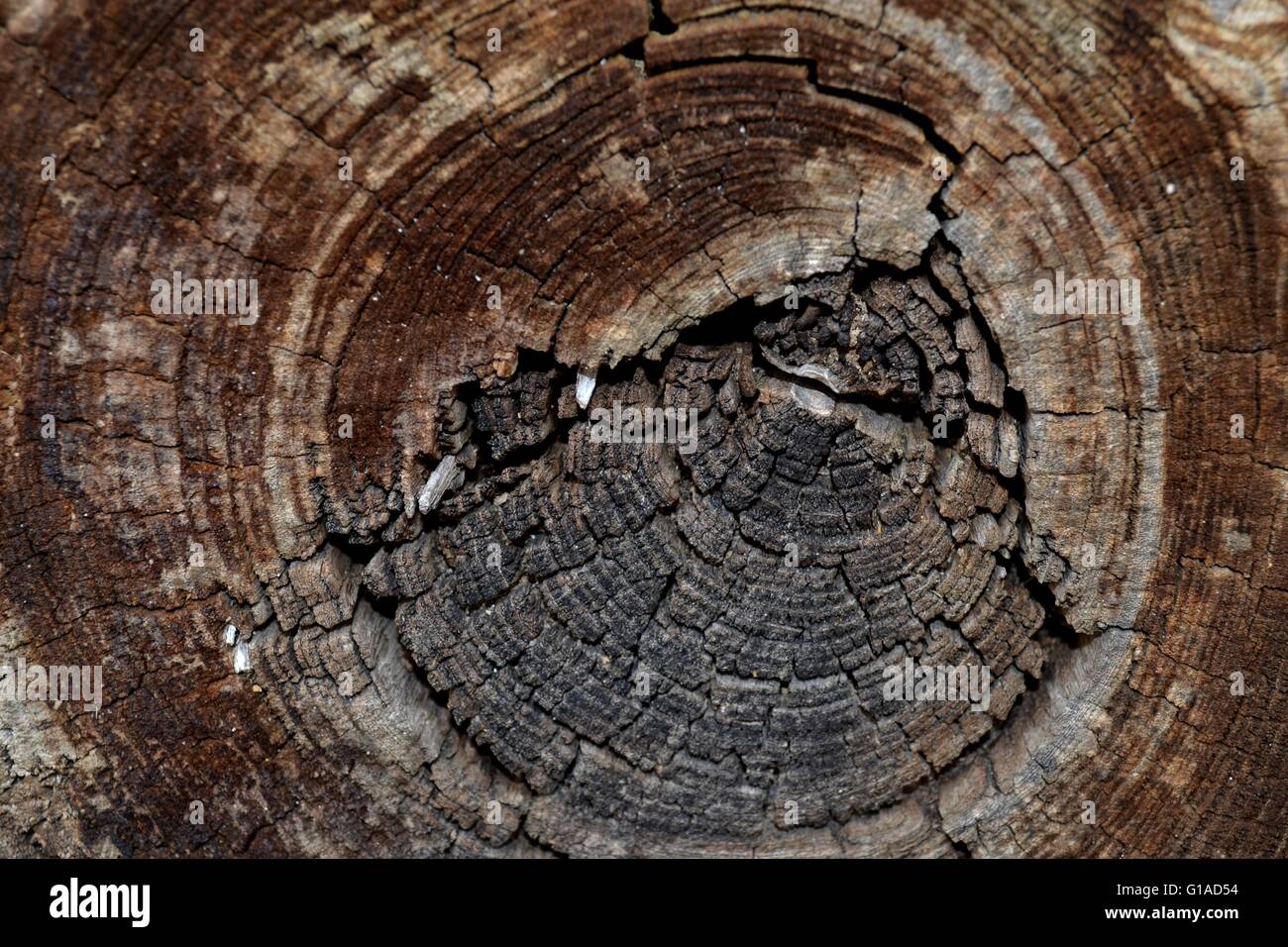 Tree age lines hi-res stock photography and images - Alamy