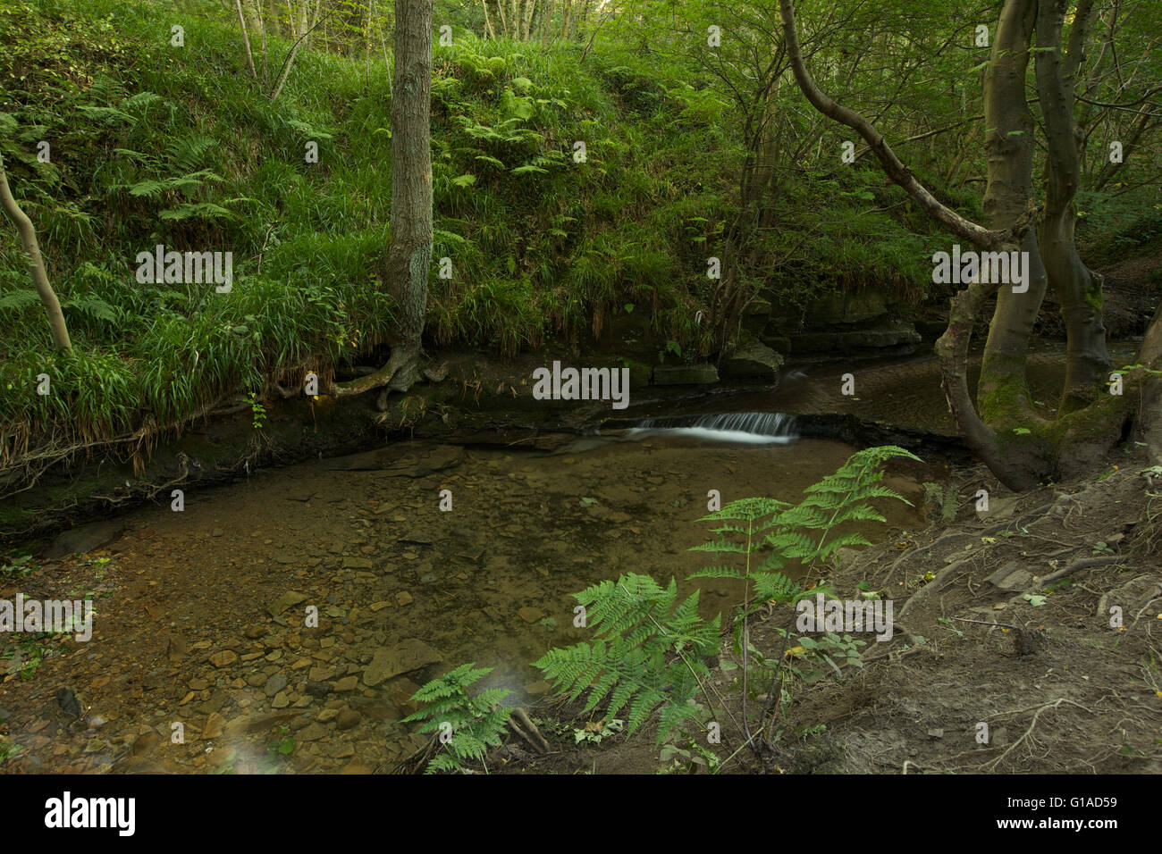 Stream in the woods with waterfalls Stock Photo - Alamy
