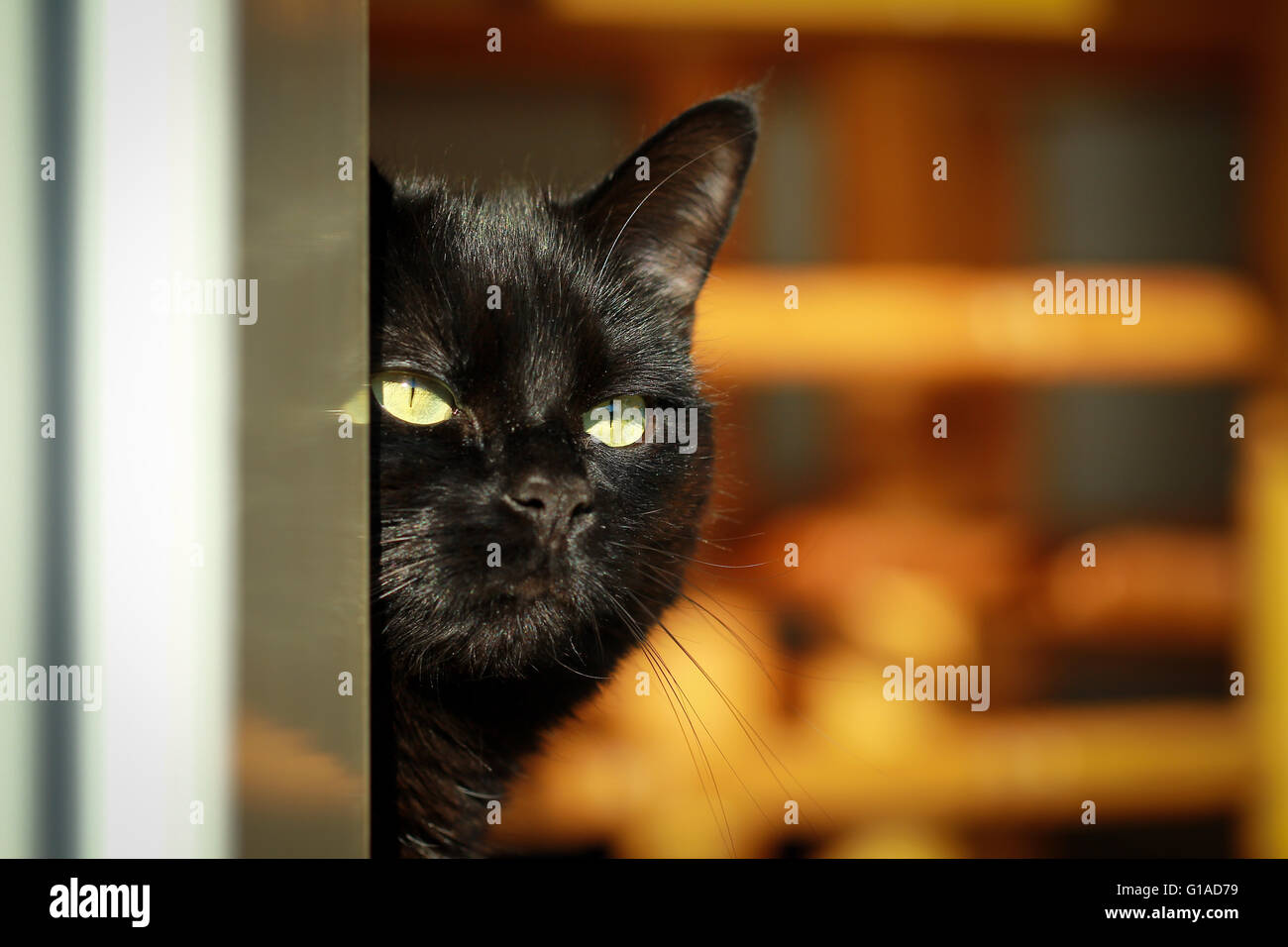 Black Cat Looking From Behind Stock Photos & Black Cat Looking From ...