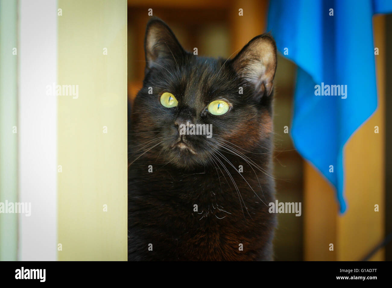 Black Cat Looking From Behind Stock Photos & Black Cat Looking From ...