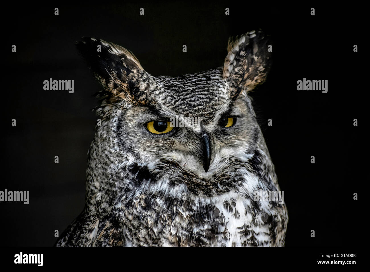Great Horned Owl with a black back ground Stock Photo - Alamy