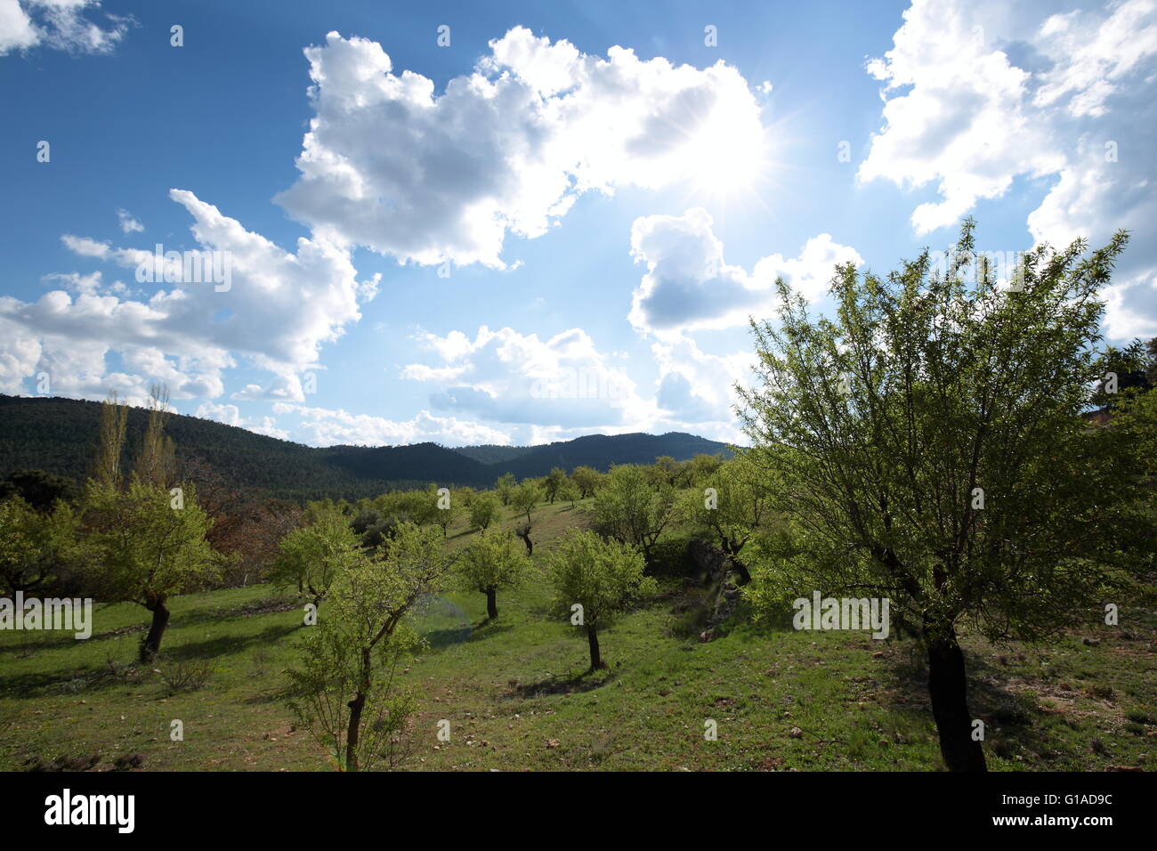 Green landscape with clouds and sun front Stock Photo - Alamy