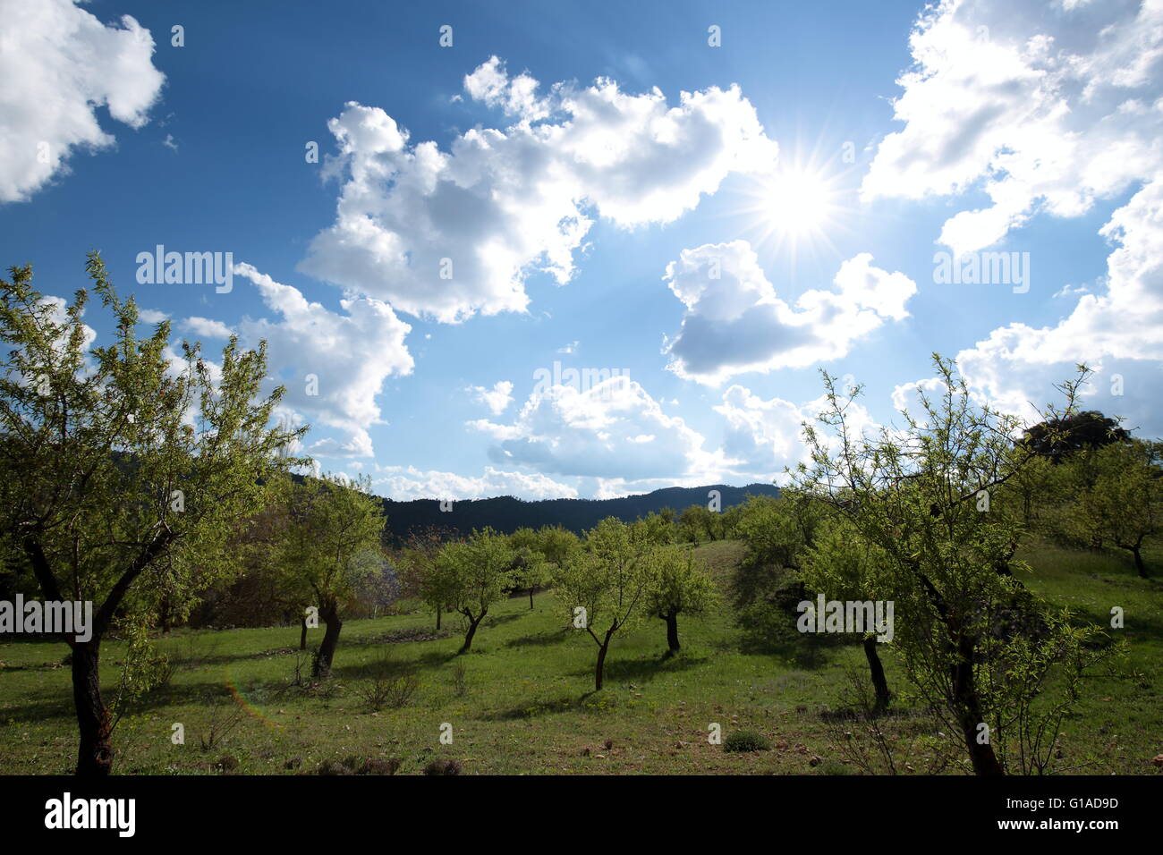 Green landscape with clouds and sun front Stock Photo - Alamy
